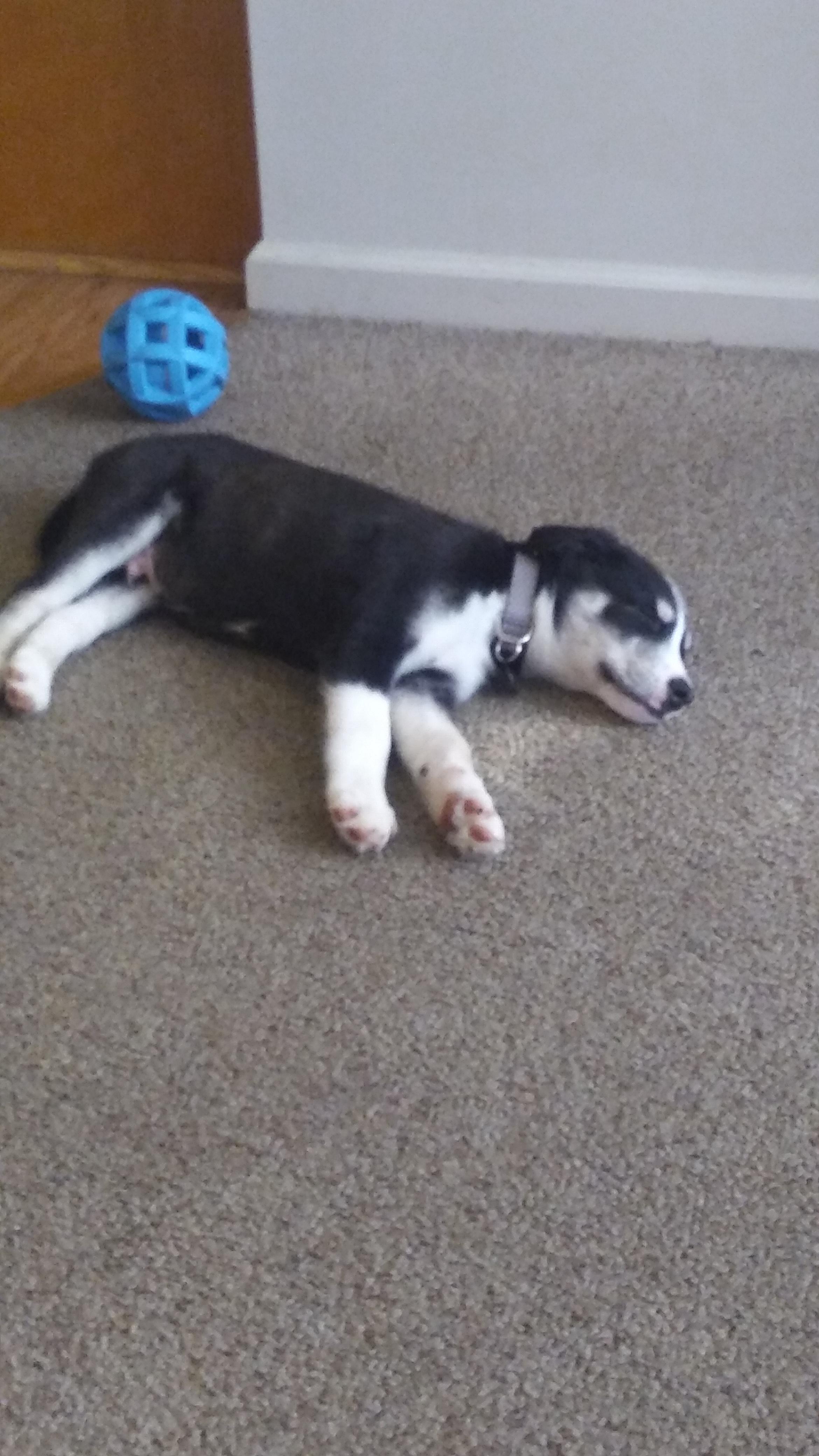 A tired pup is a happy pup | Scrolller