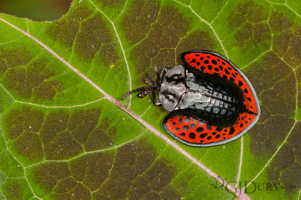 A Tortoise Beetle for World Turtle Day! | Scrolller