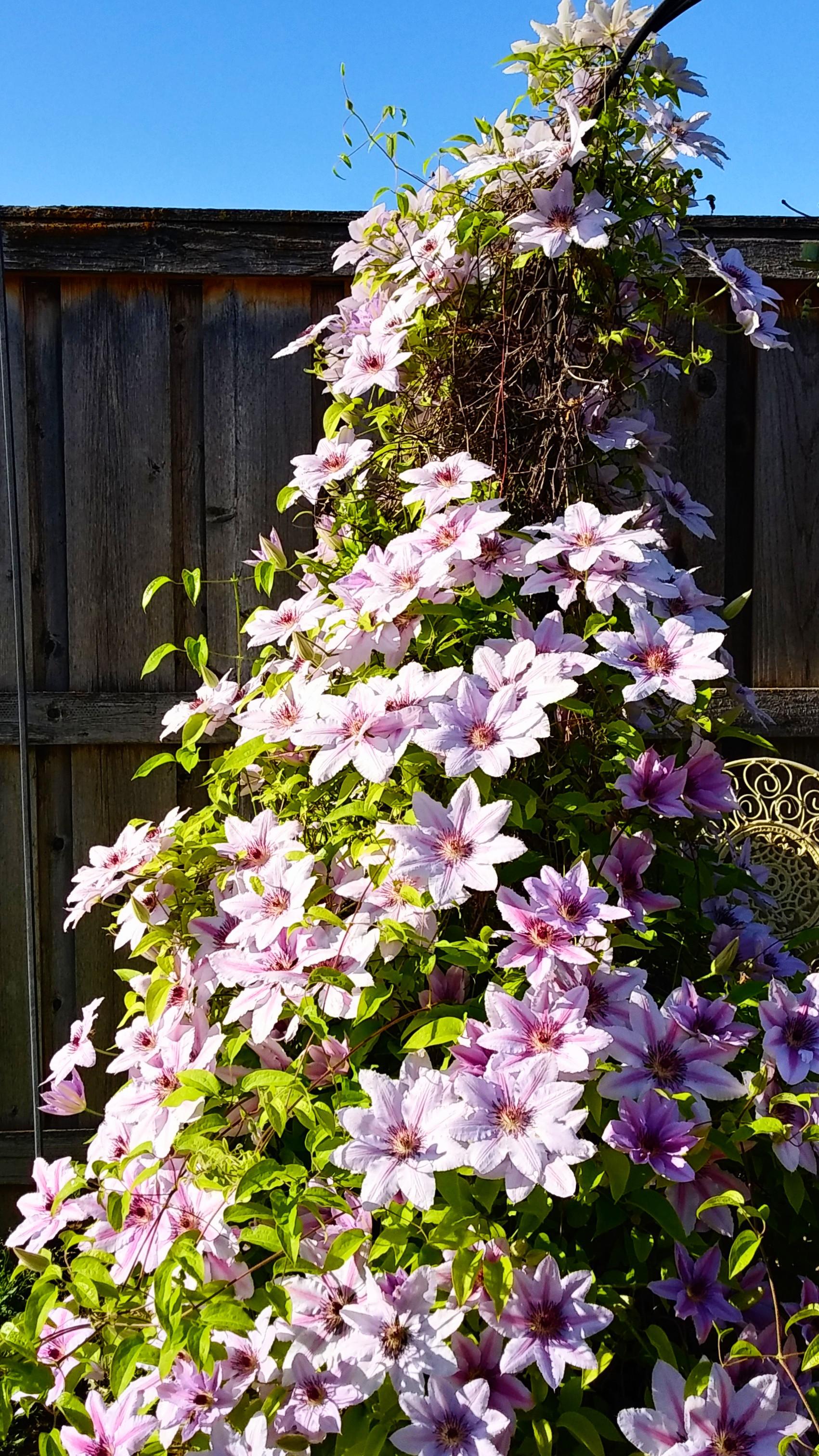 A tower of lovely clematis. | Scrolller