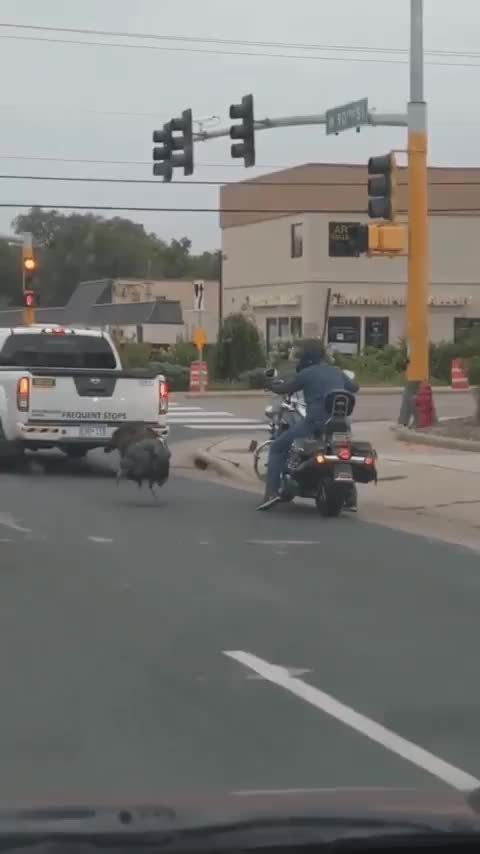 A traffic stop run afowl | Scrolller