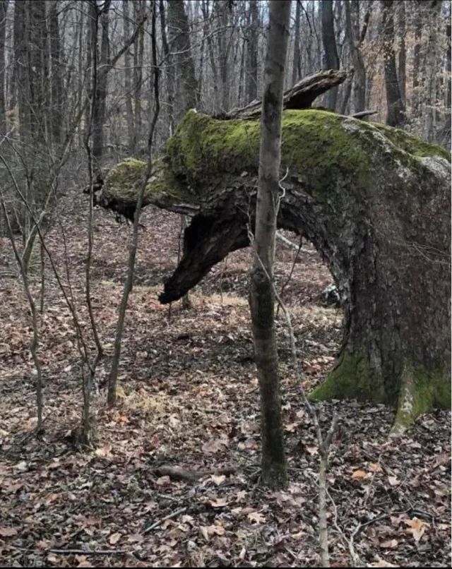 a tree trunk that looks like a dragon | Scrolller
