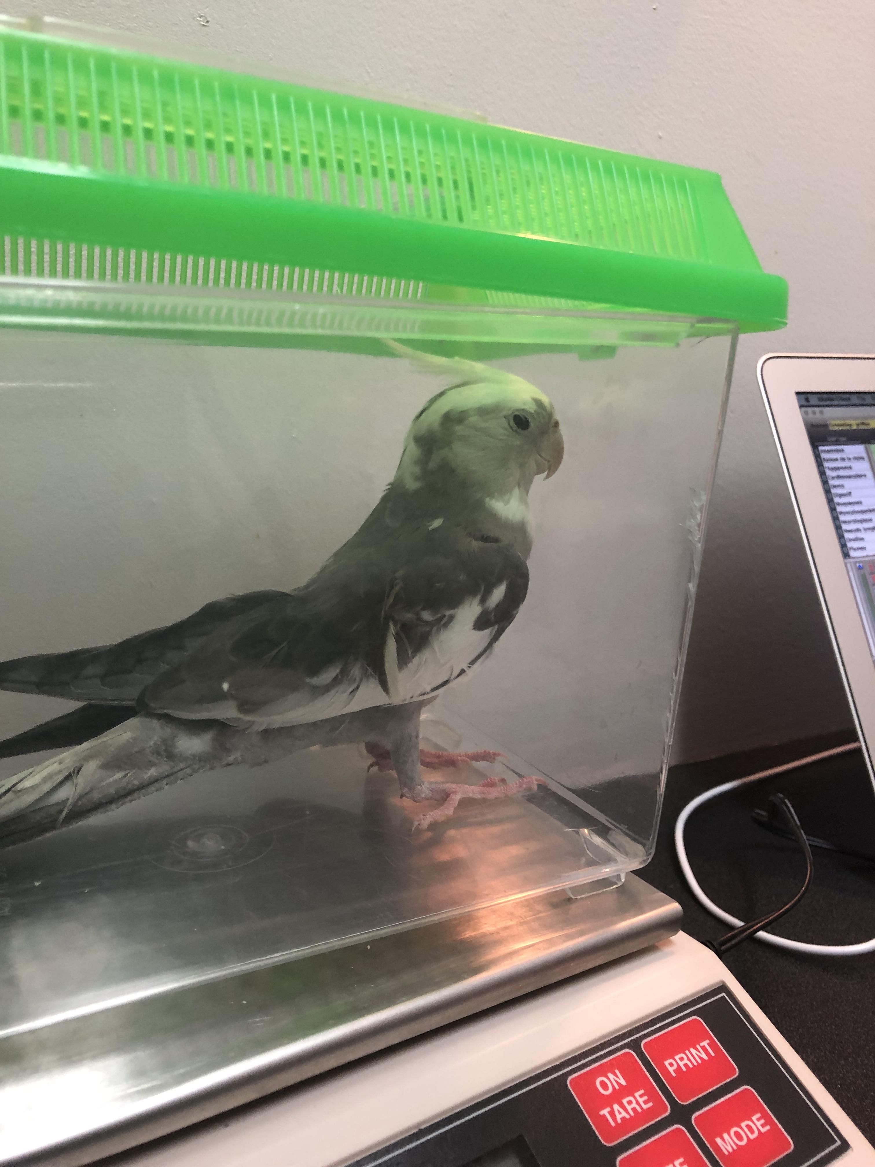 A very angry boi at the vet getting his nails clipped | Scrolller