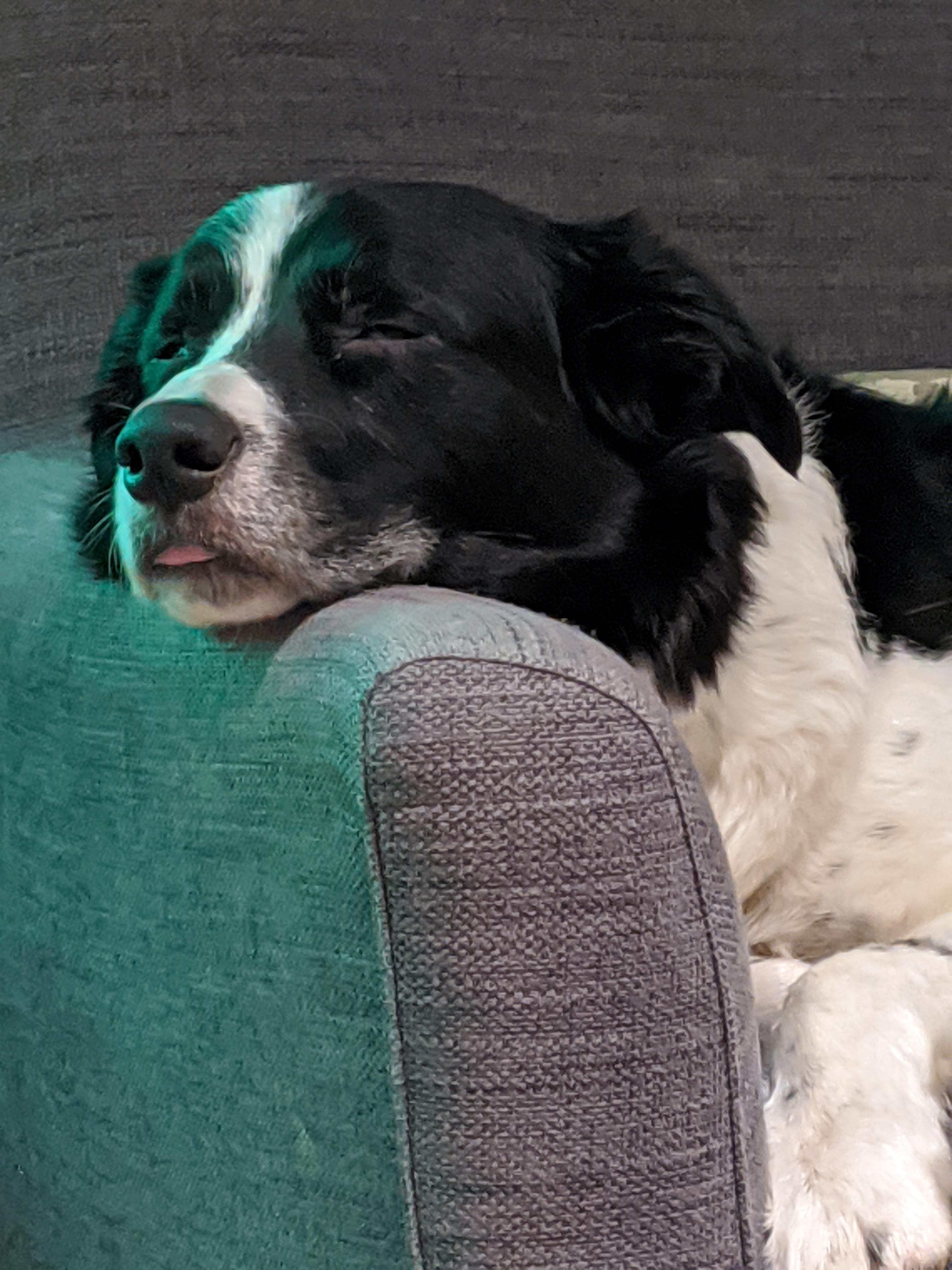 A Very Sleepy Blep | Scrolller