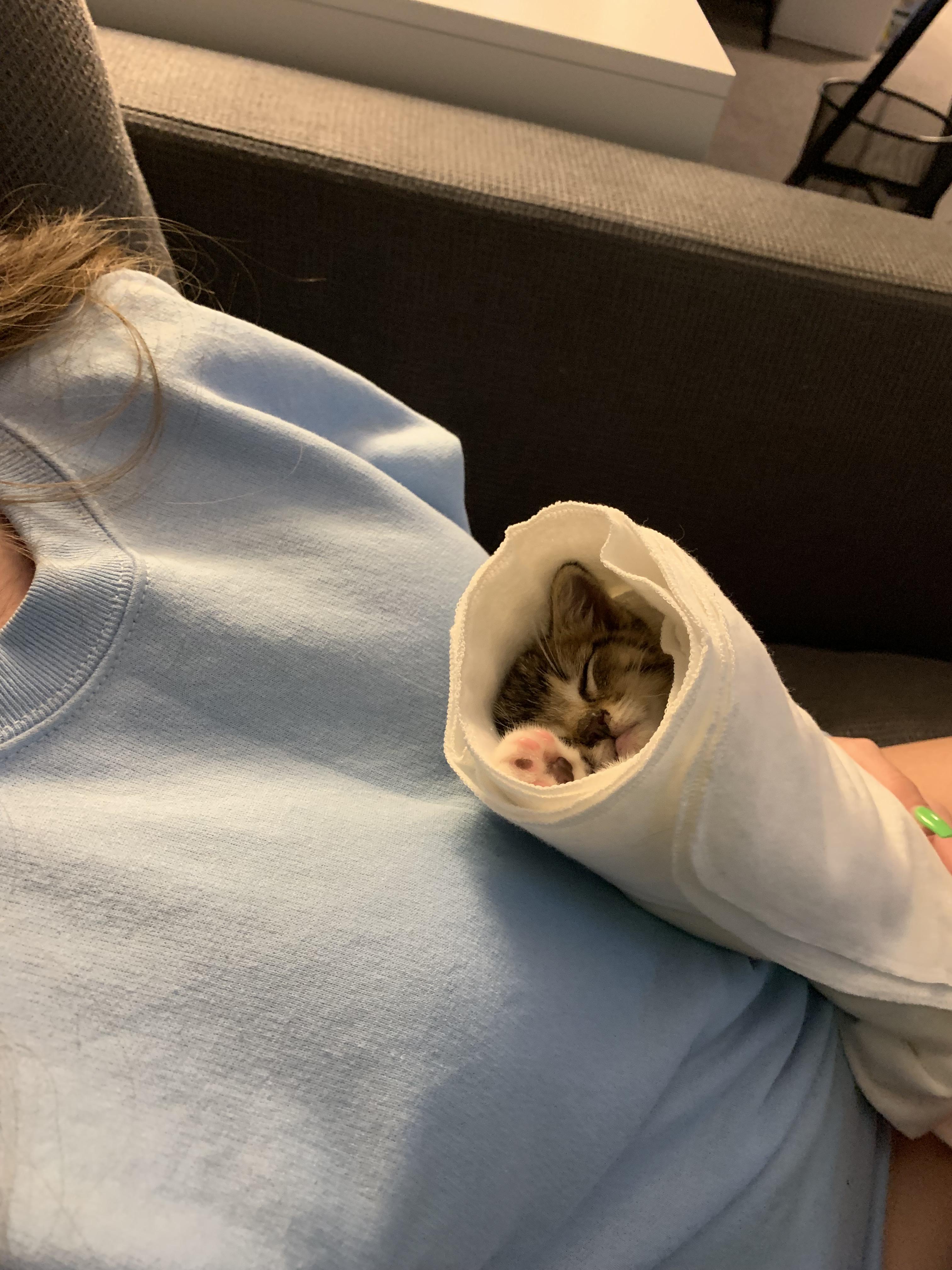 A very smol purrito | Scrolller