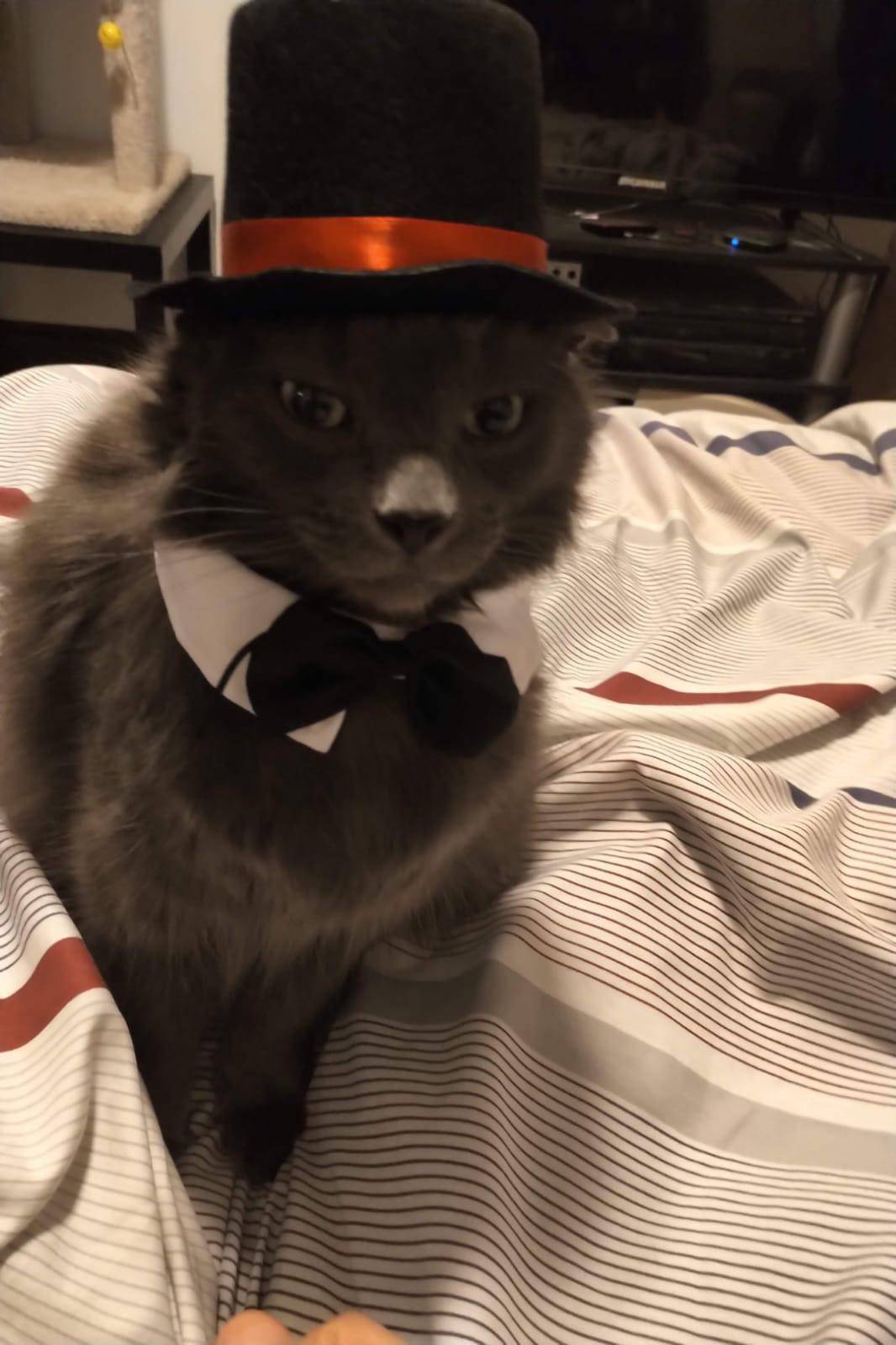 A whole dapper boi | Scrolller