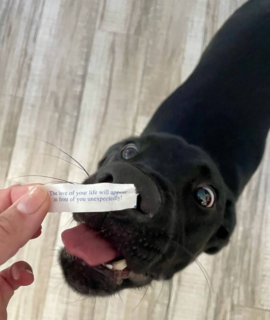 A WILD AWW APPEARD! | Scrolller