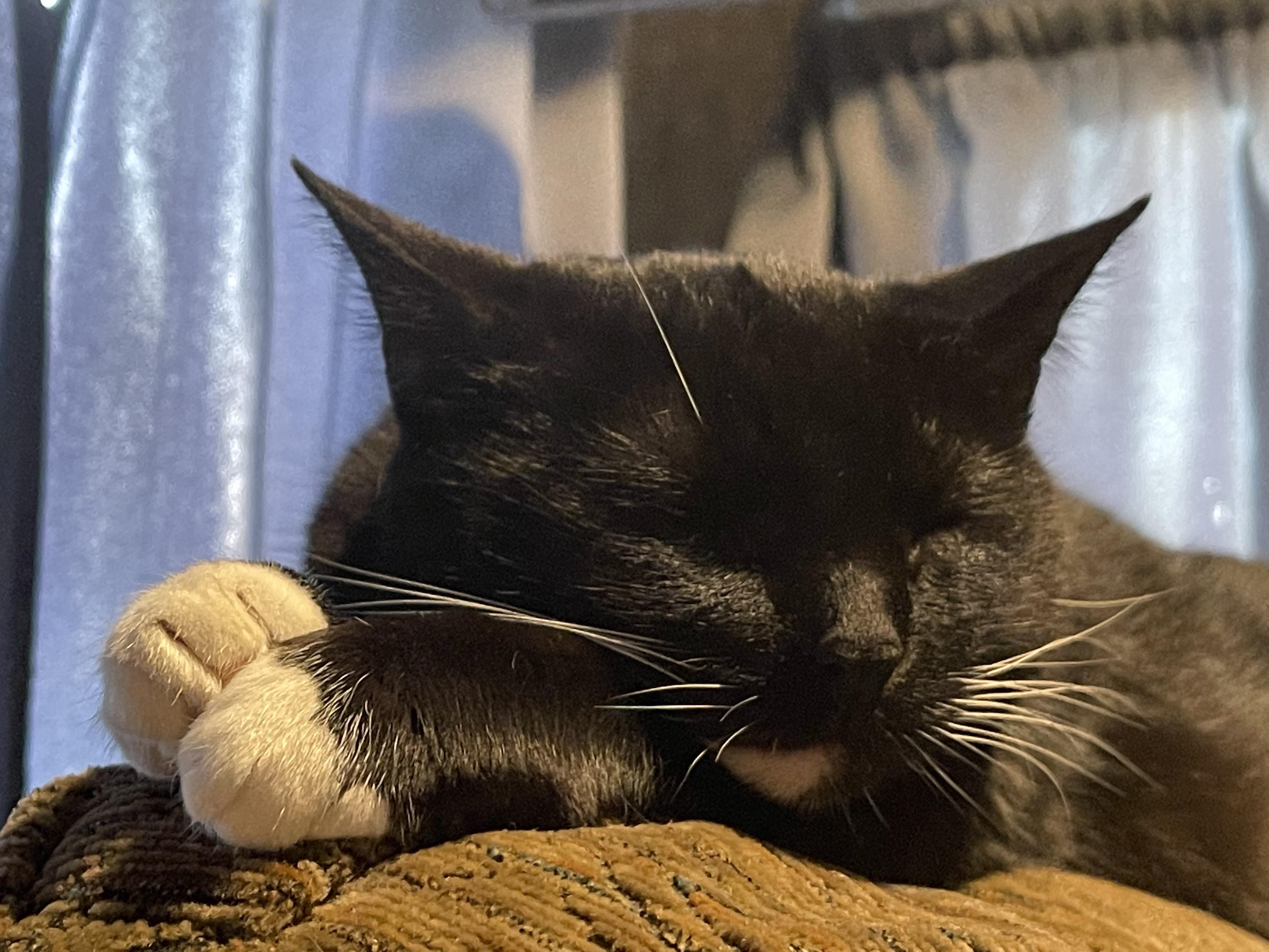 Abby is ready for takeoff, right after a quick nap. | Scrolller