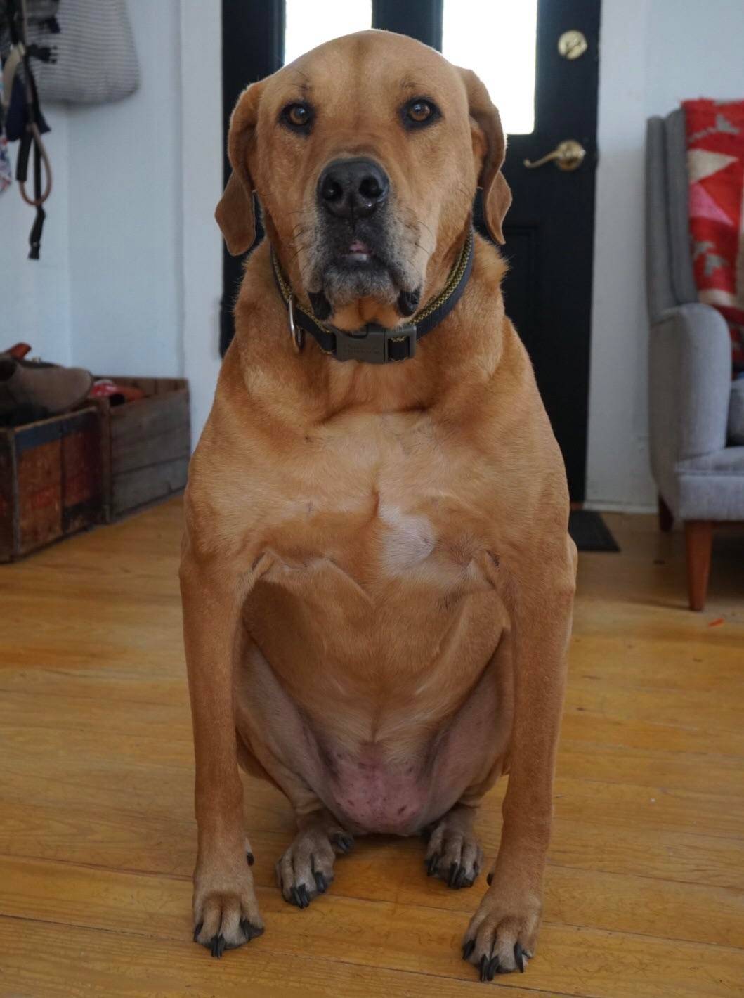 absolute unit | Scrolller