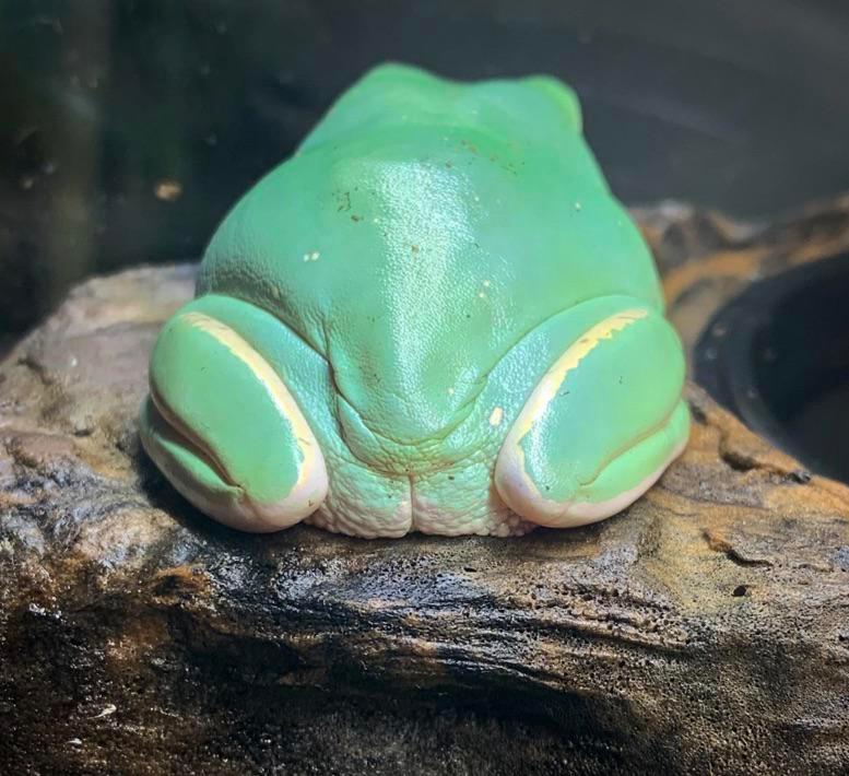 Actual frog butt. | Scrolller