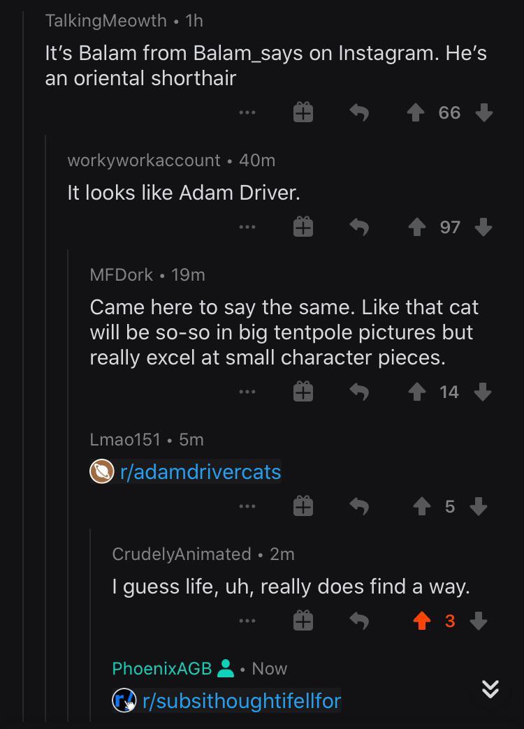 Adam Driver Cats | Scrolller