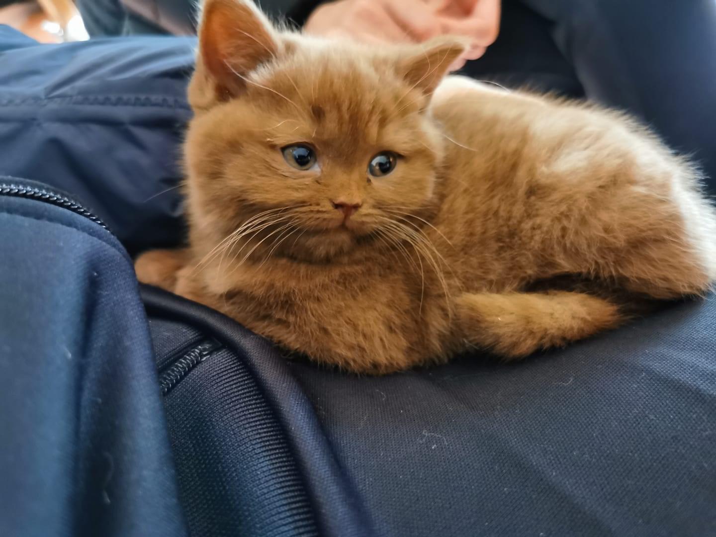 Adorable Scrolller