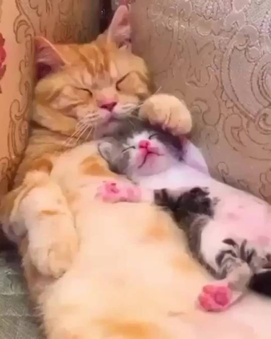 Adorable and so relatable | Scrolller