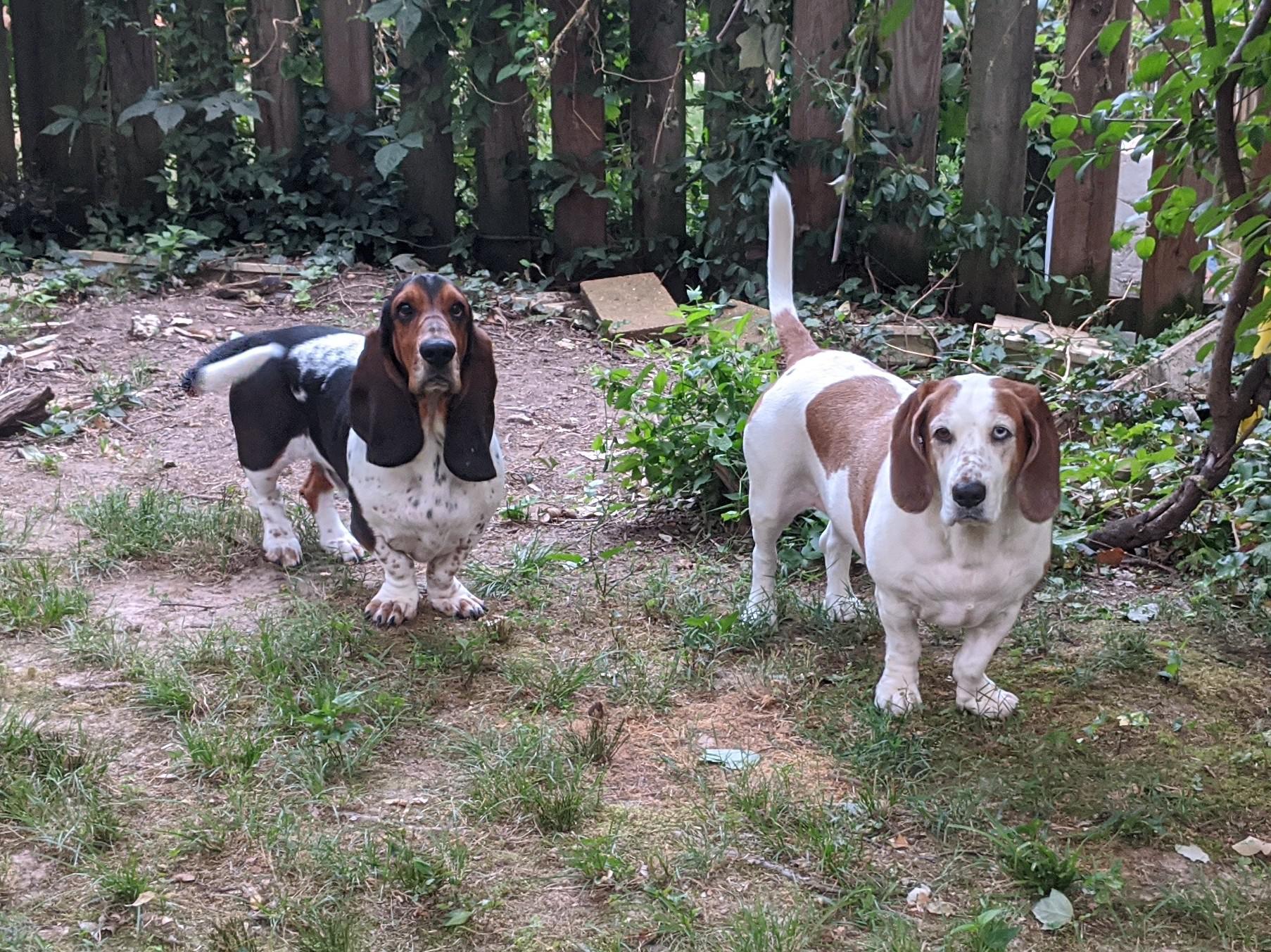 Adorable or Mischievous? | Scrolller