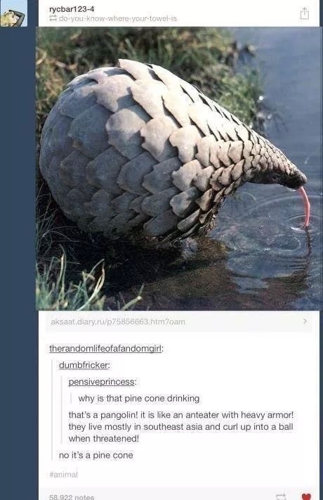 Adorable pine cone (maetel) | Scrolller