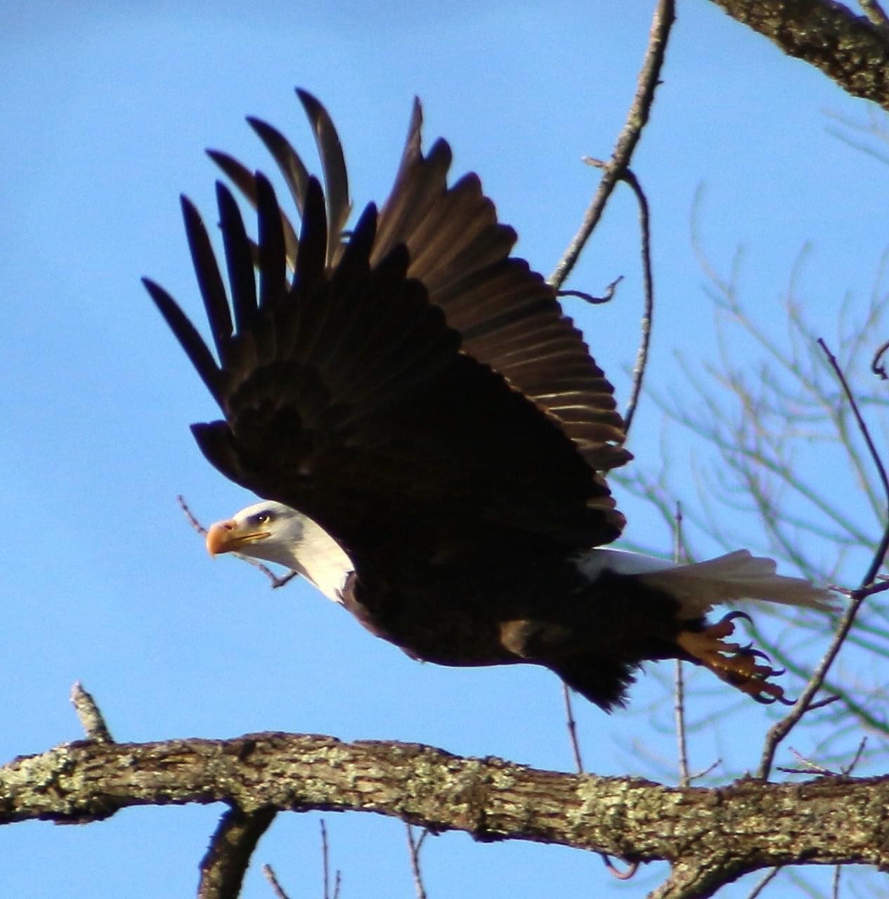 Adult Bald Eagle | Scrolller