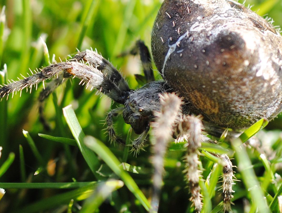 Adult Female Orb Weaver Spider | Scrolller
