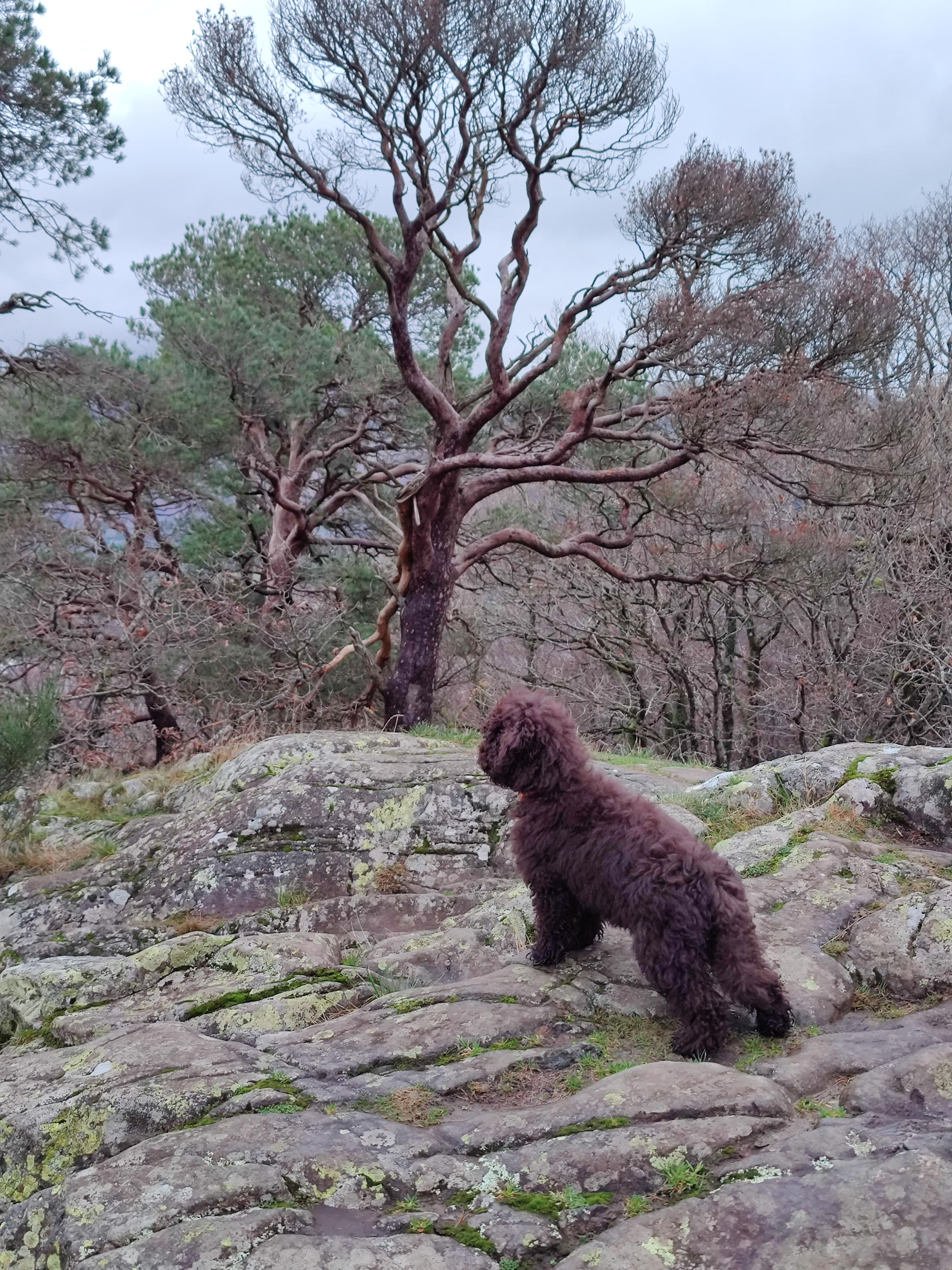 Adventure Time with Doug Dog! | Scrolller