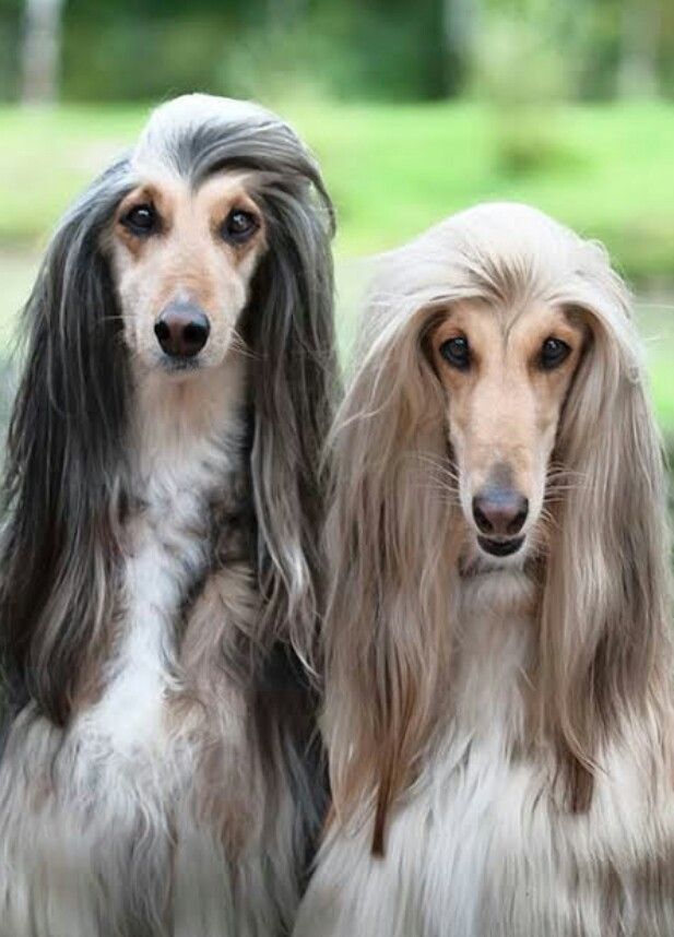 Afghan Hounds | Scrolller