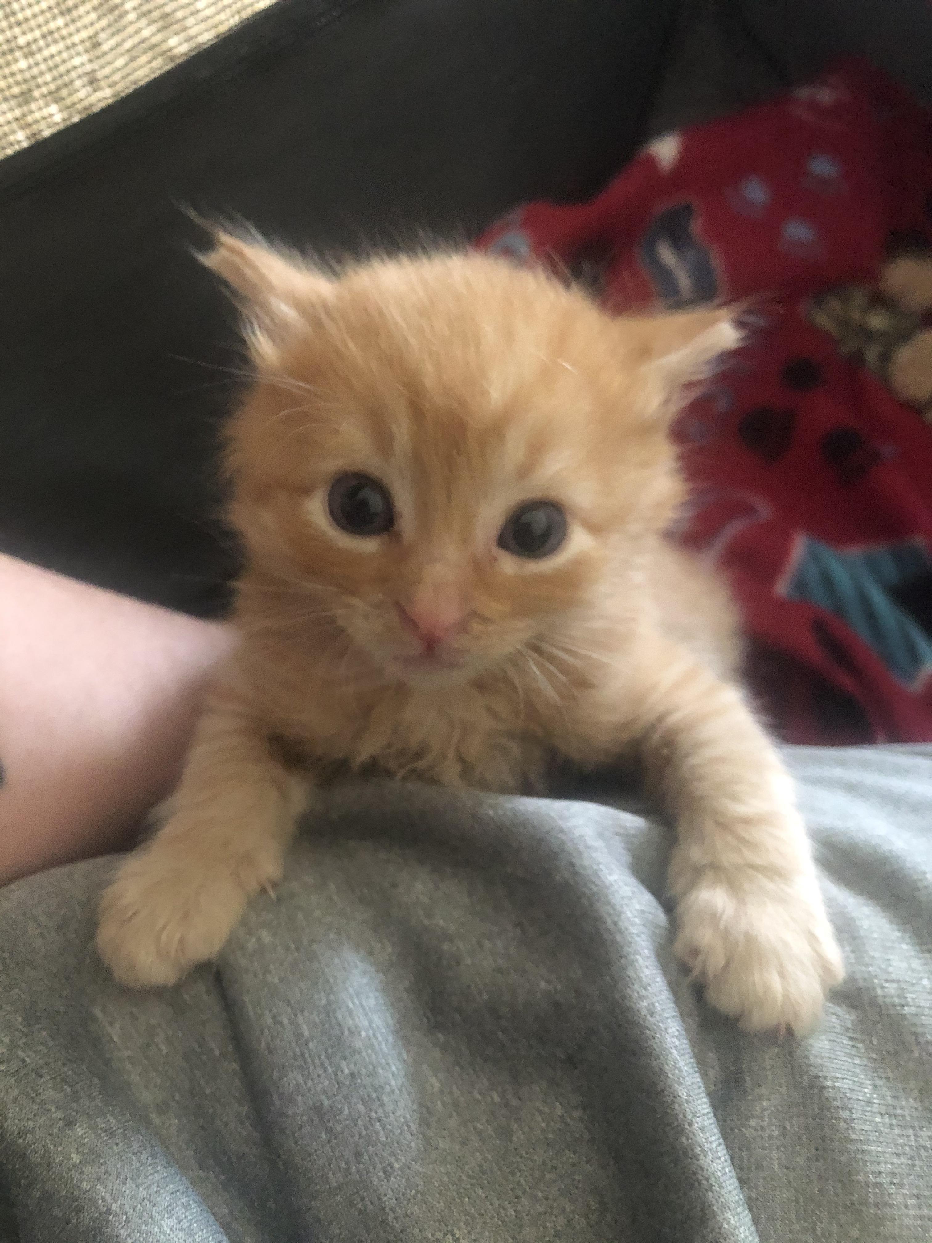 After their bottle my foster babies climb in my lap and take a nap. This is Sherbet. | Scrolller