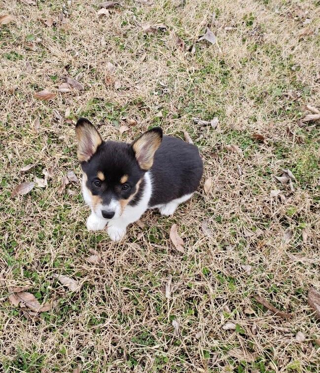 After we lost our 11 yr old baby we decided it was time to surprise mom with another beauty for ...