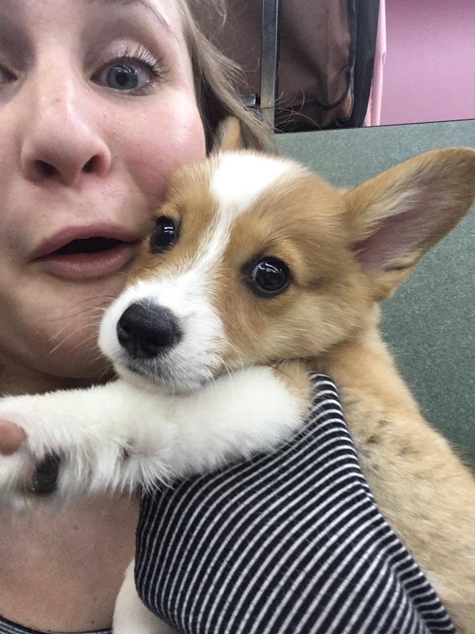 After years of appreciation, I FINALLY MET MY FIRST CORGI!! | Scrolller