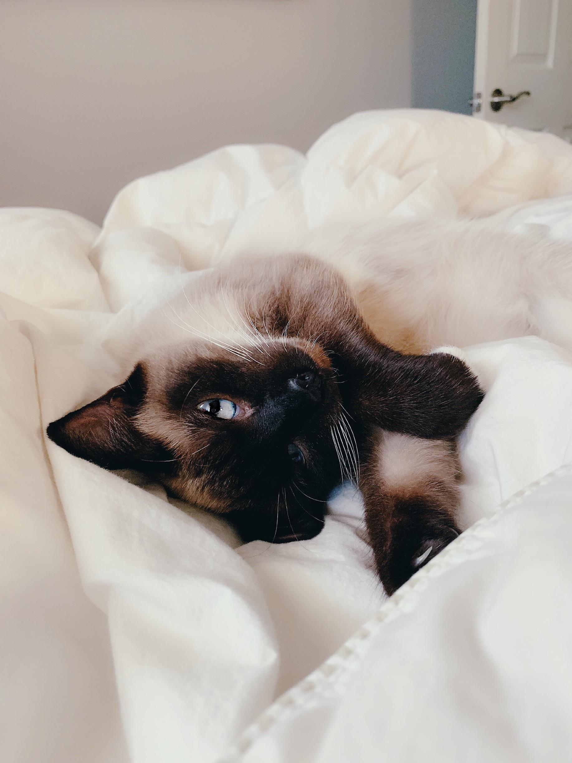 Afternoon cat naps with Josephine 🌸 | Scrolller