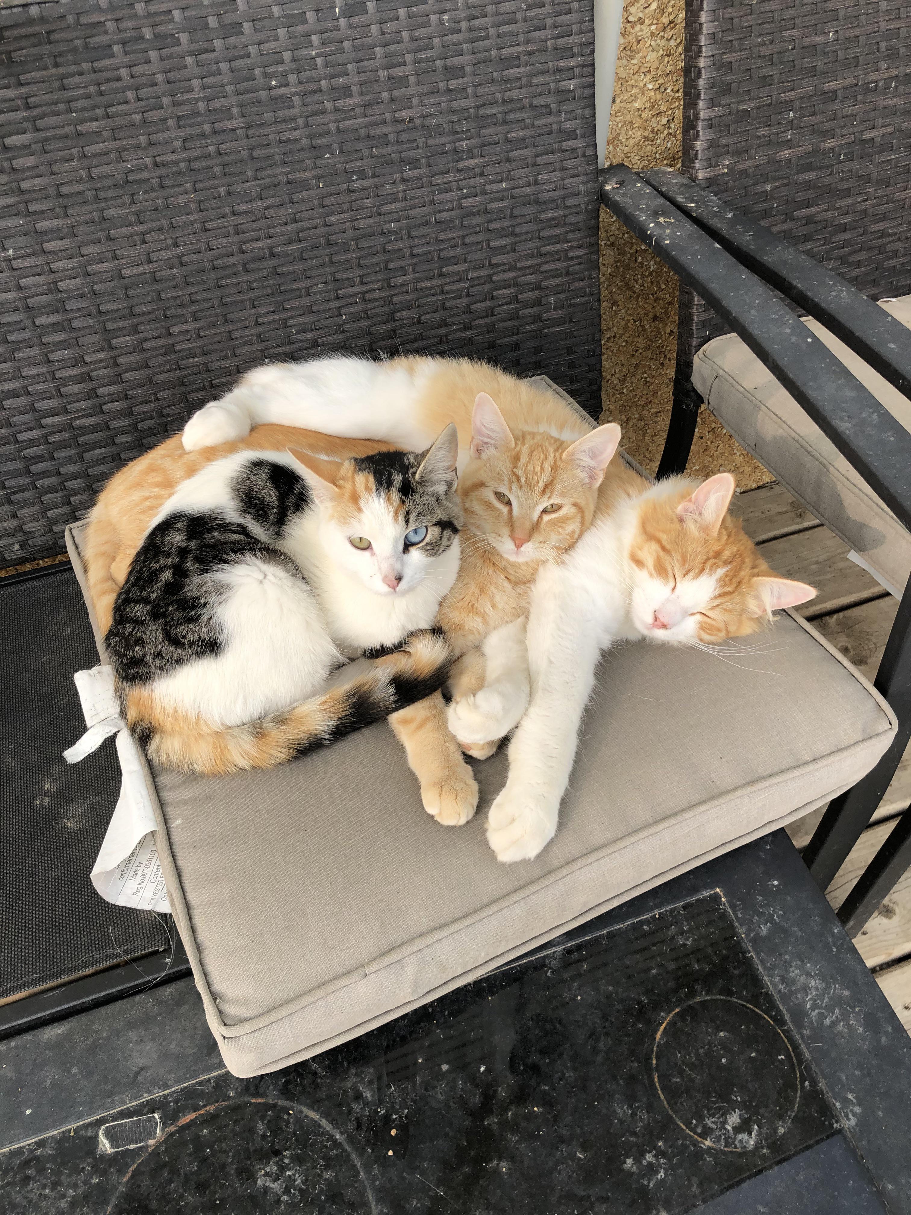 Afternoon cuddles | Scrolller