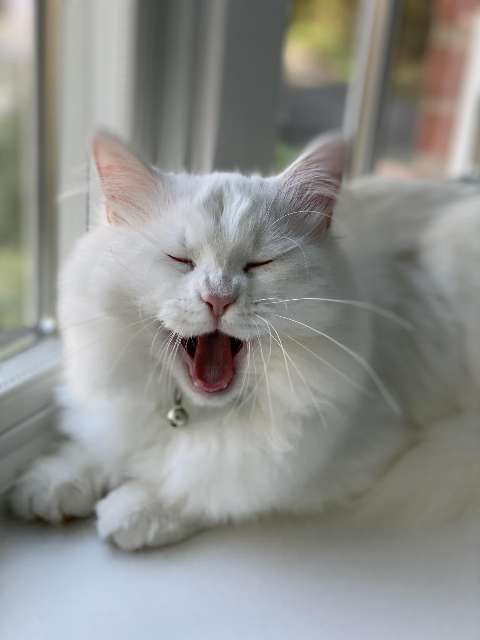 Afternoon Nap | Scrolller