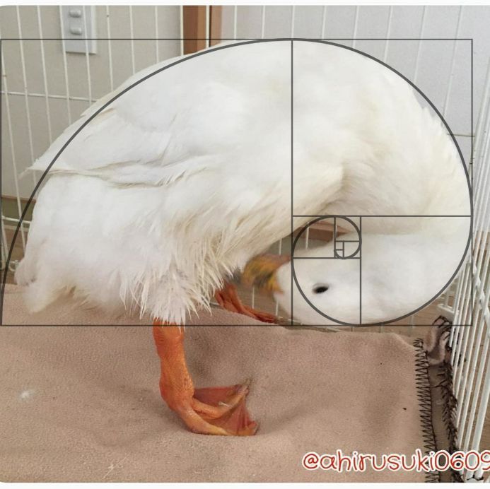 Again, the Fibonacci sequence repeats itself in nature... beautiful. | Scrolller