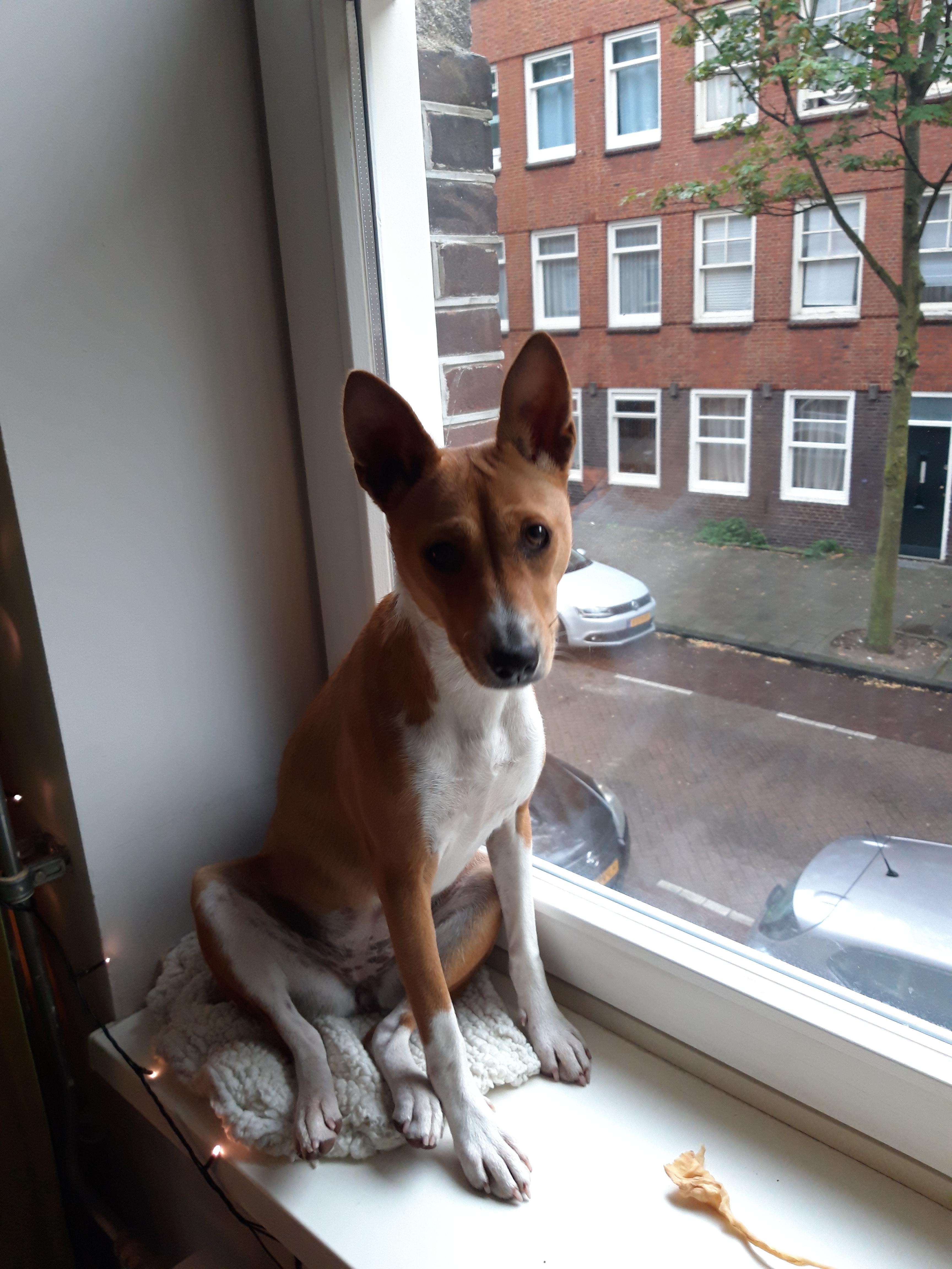 Ah yes, the graceful Basenji. 🤣 | Scrolller