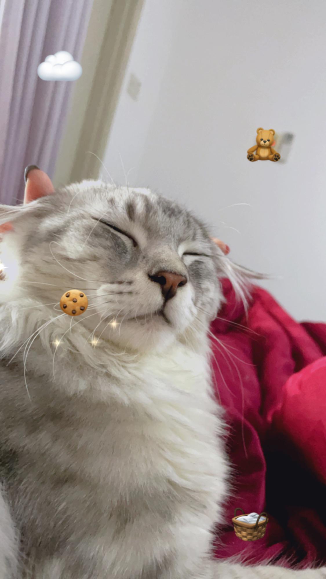 Airplane mode ears | Scrolller