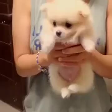 Airswimming puffball! | Scrolller