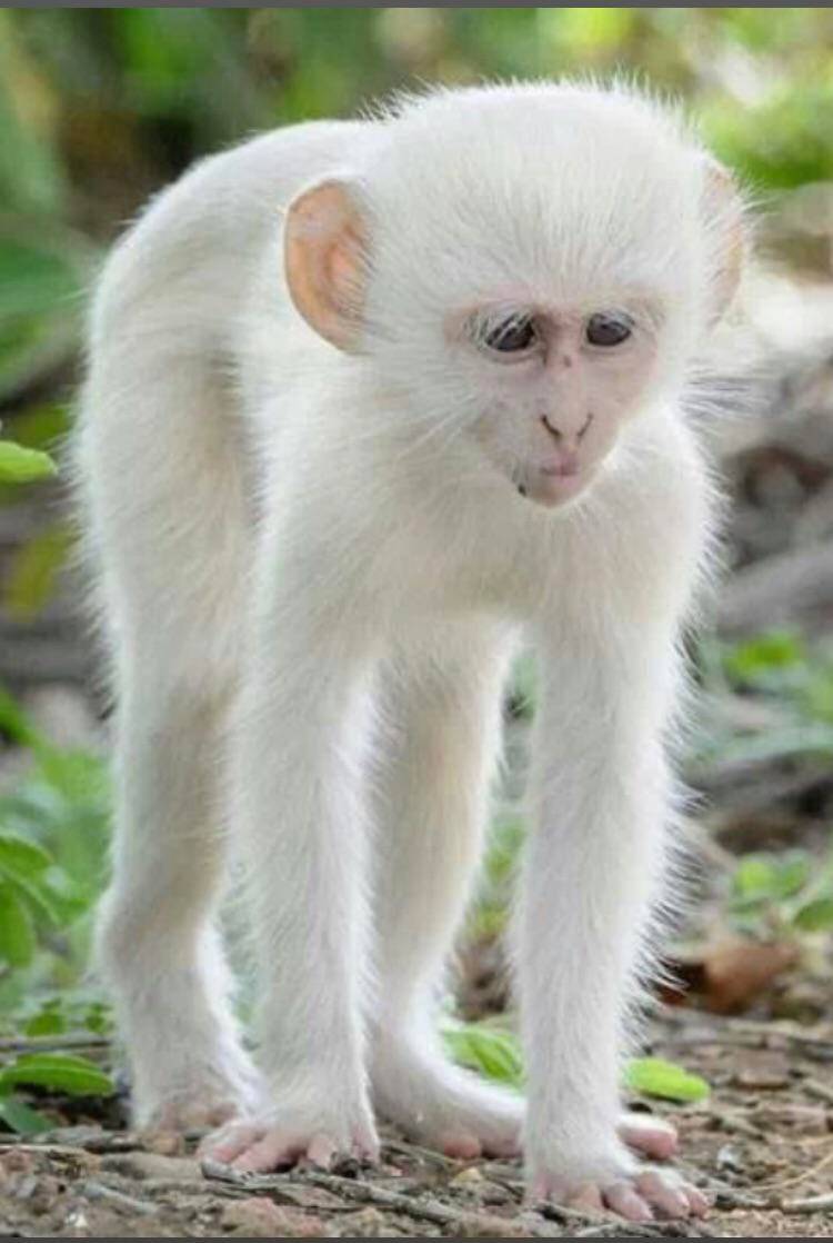 Albino monke | Scrolller