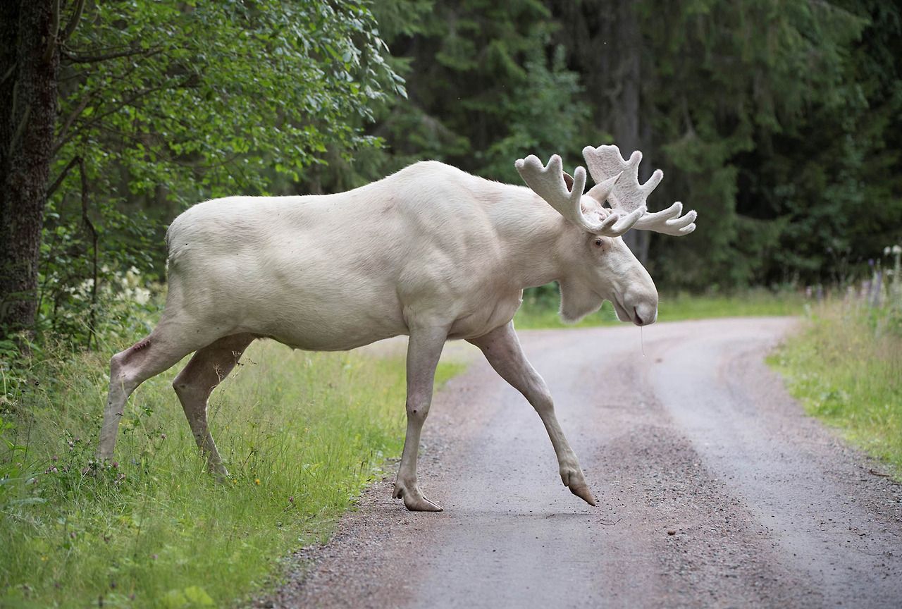 Albino Moose [1280x864] | Scrolller