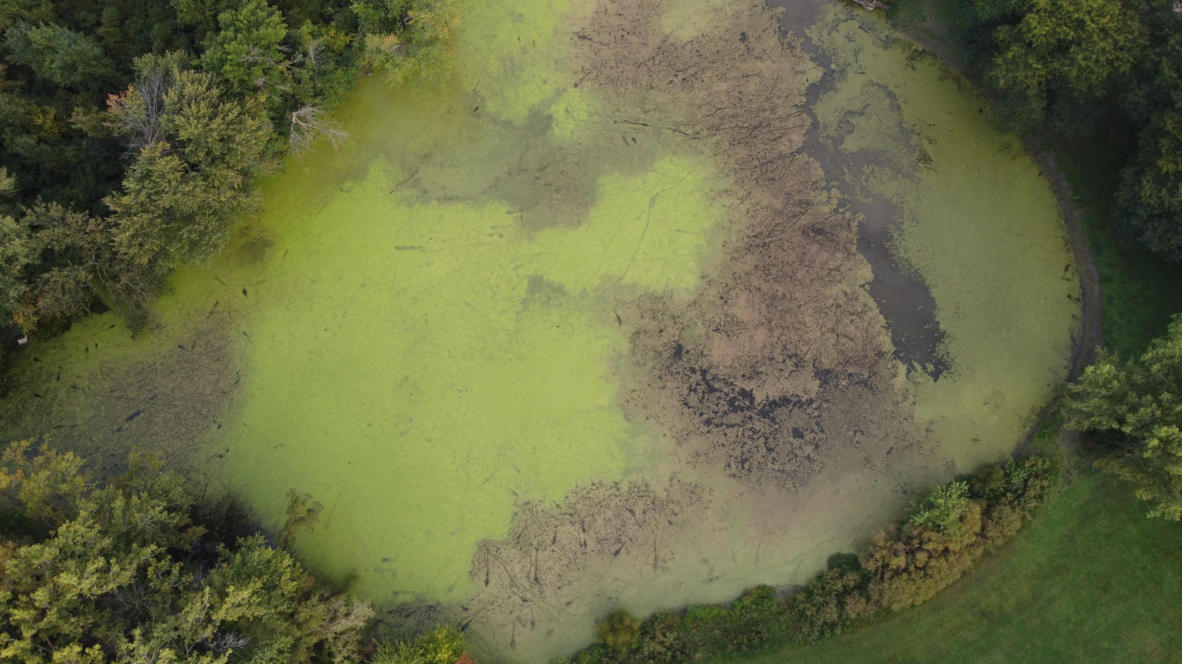 Algae bloom at riverside park. | Scrolller