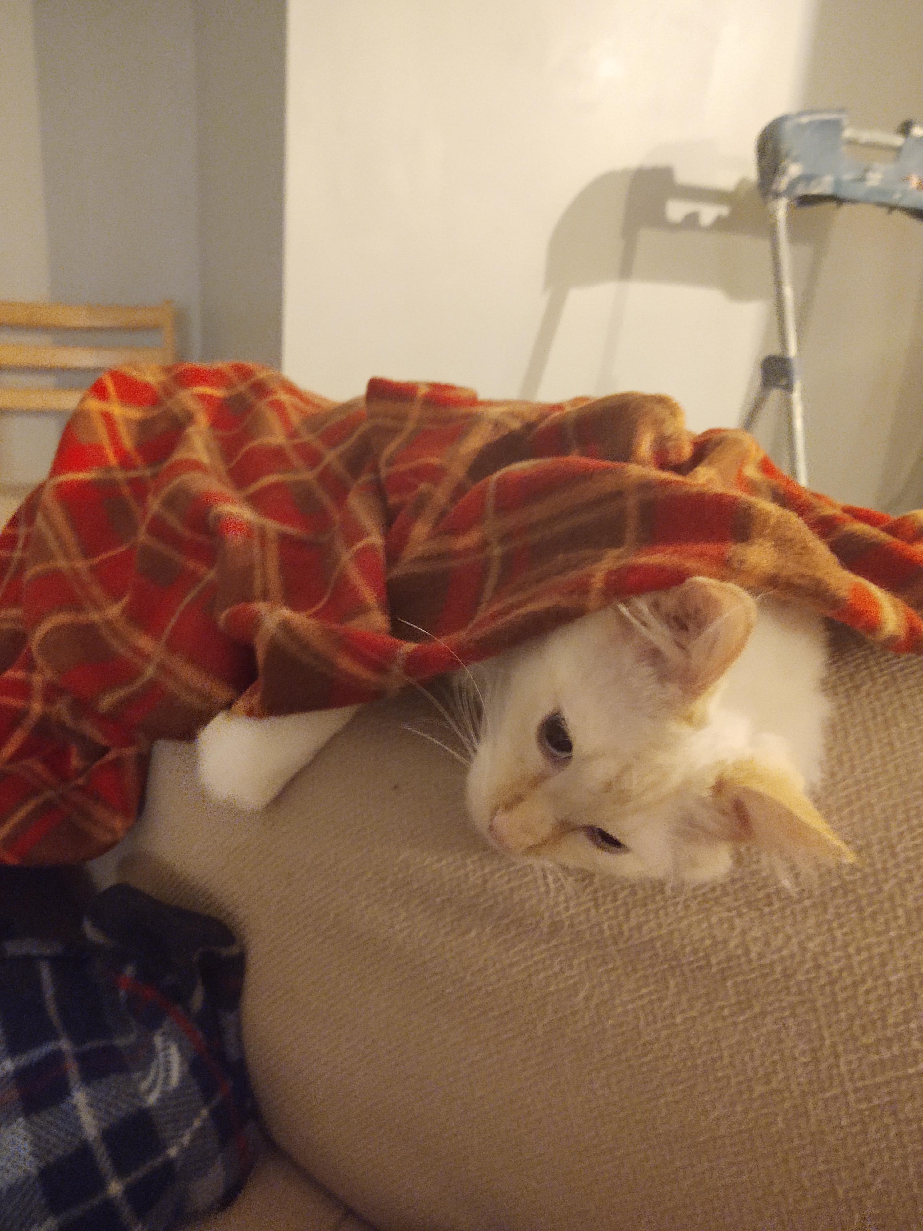 All he needs is a paw and his head! | Scrolller