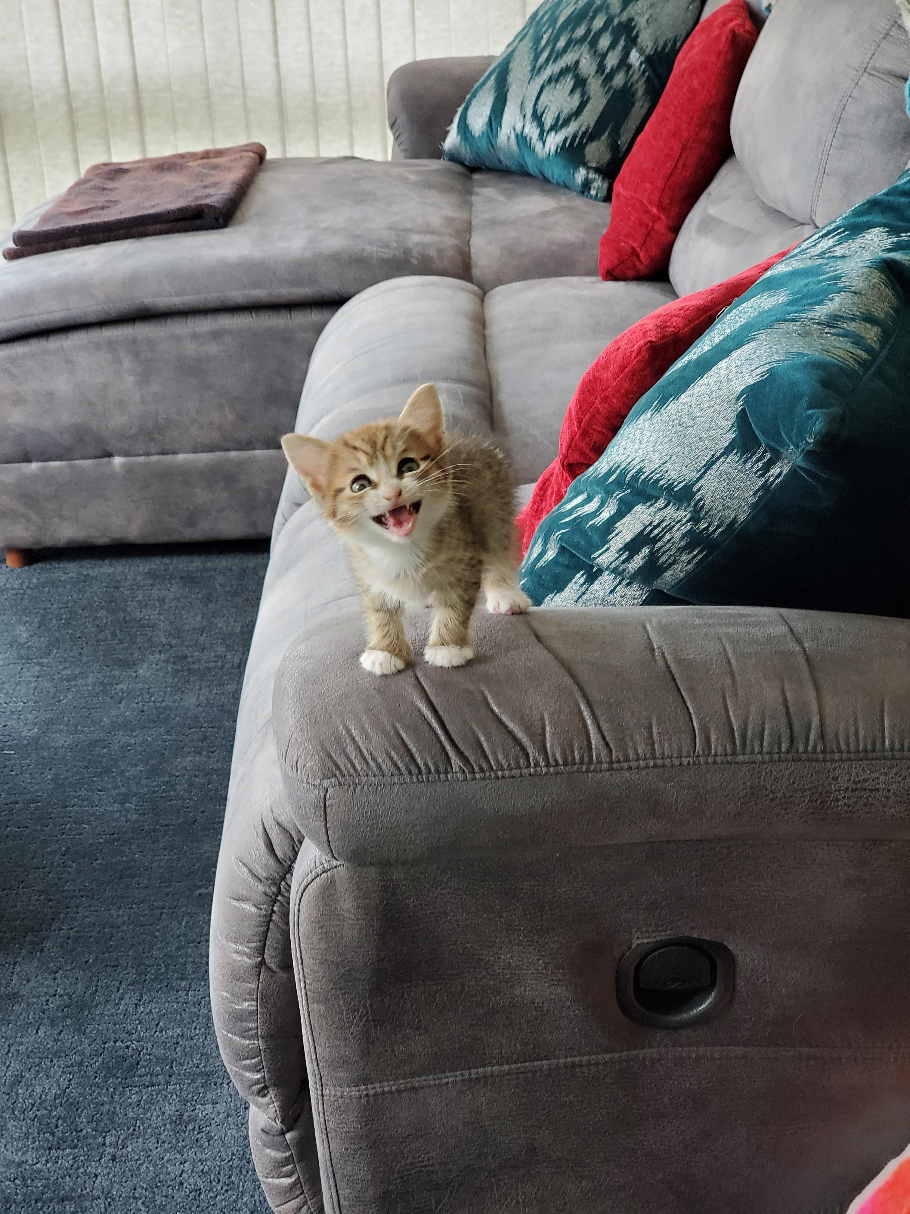 All sass. | Scrolller