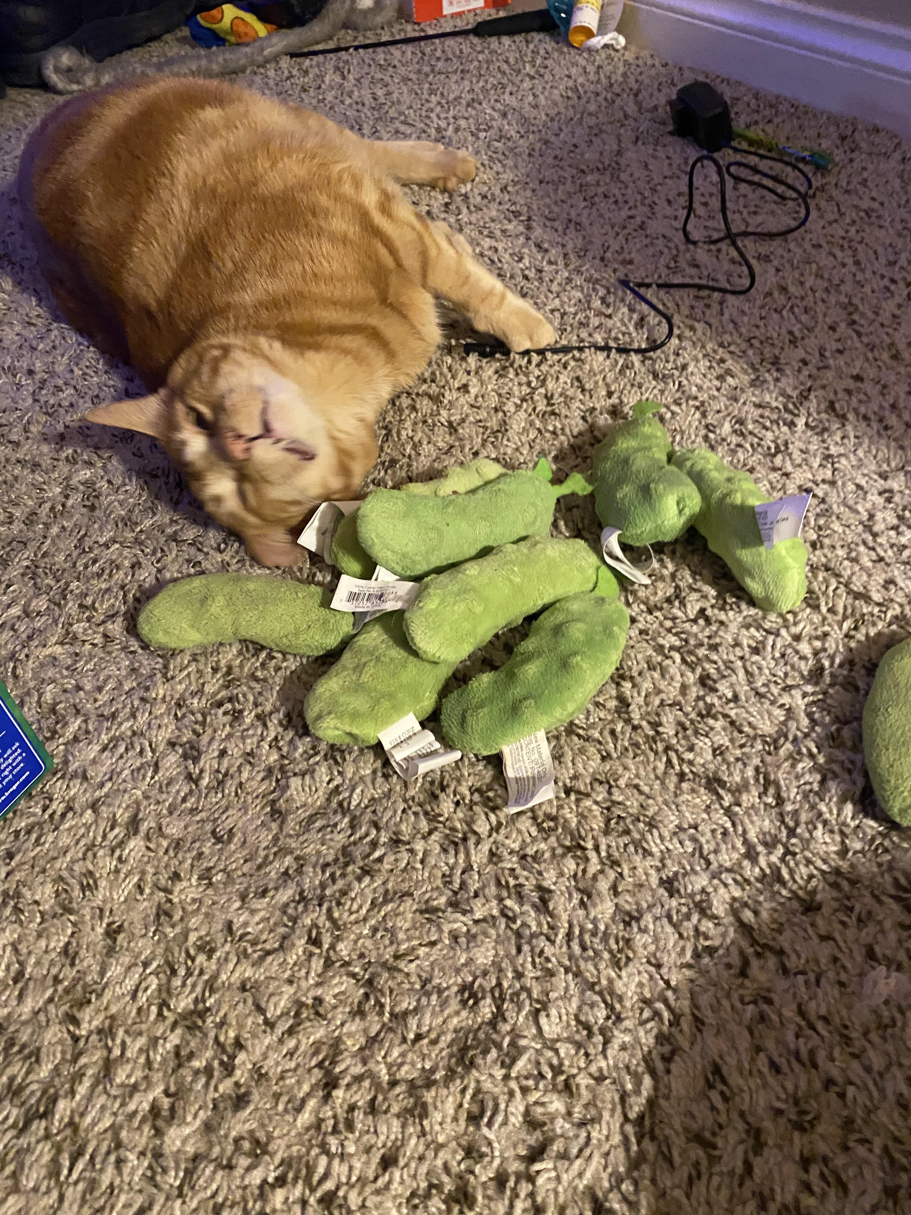 All the catnip pickles! | Scrolller