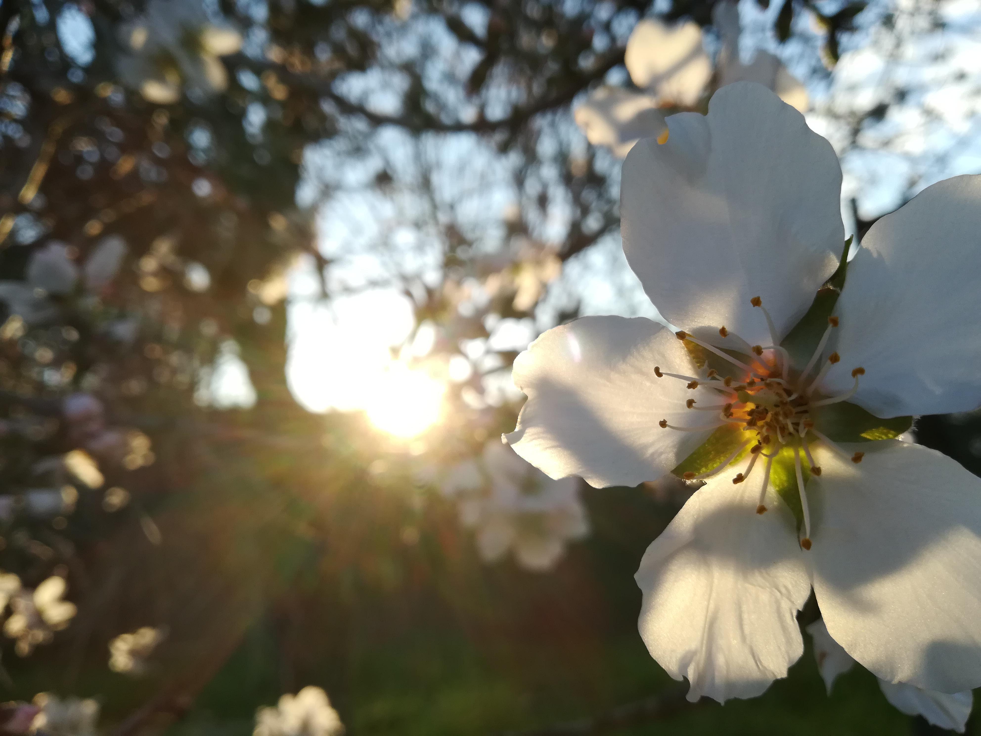 Almond tree flowers are beautiful! | Scrolller