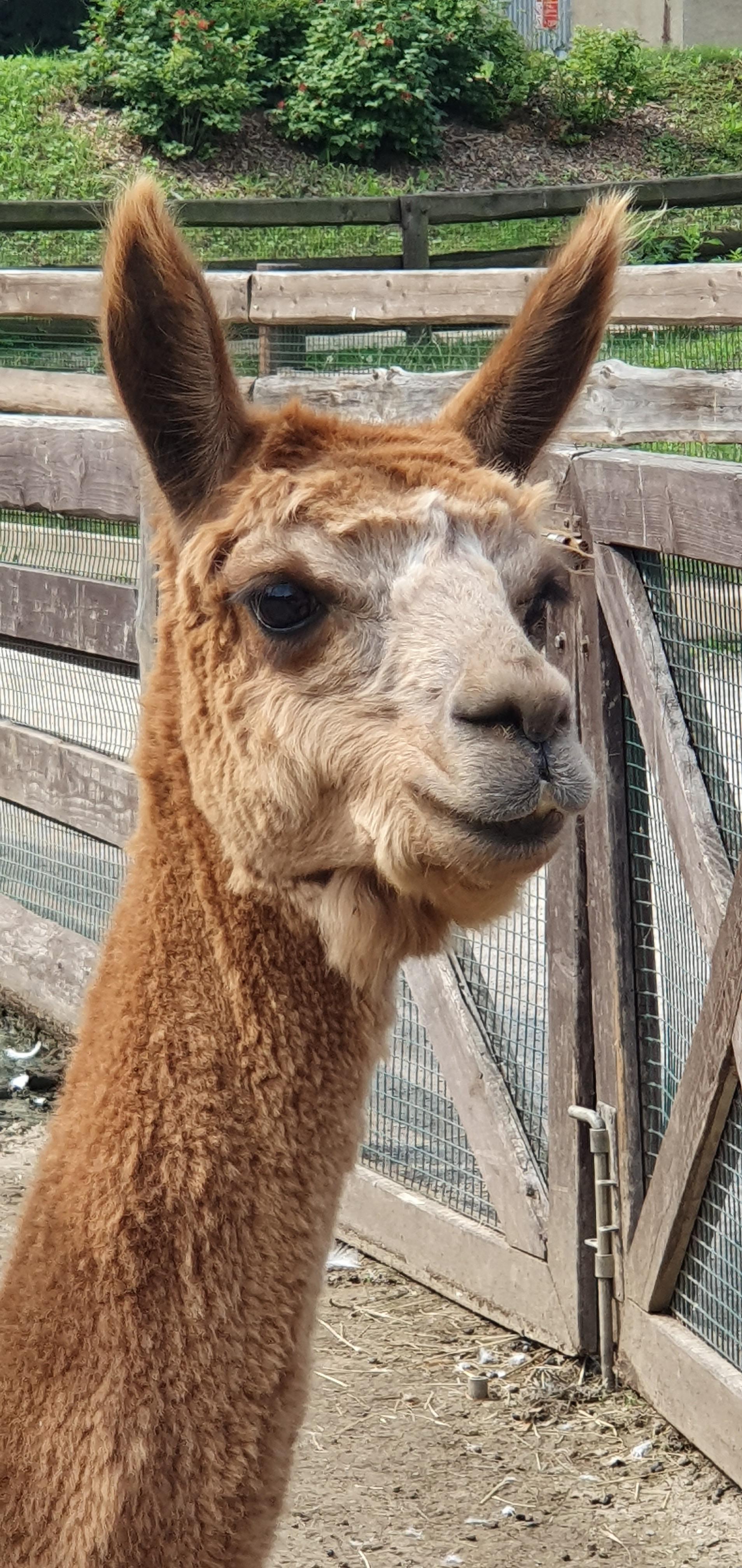Alpaca in Prague zoo | Scrolller