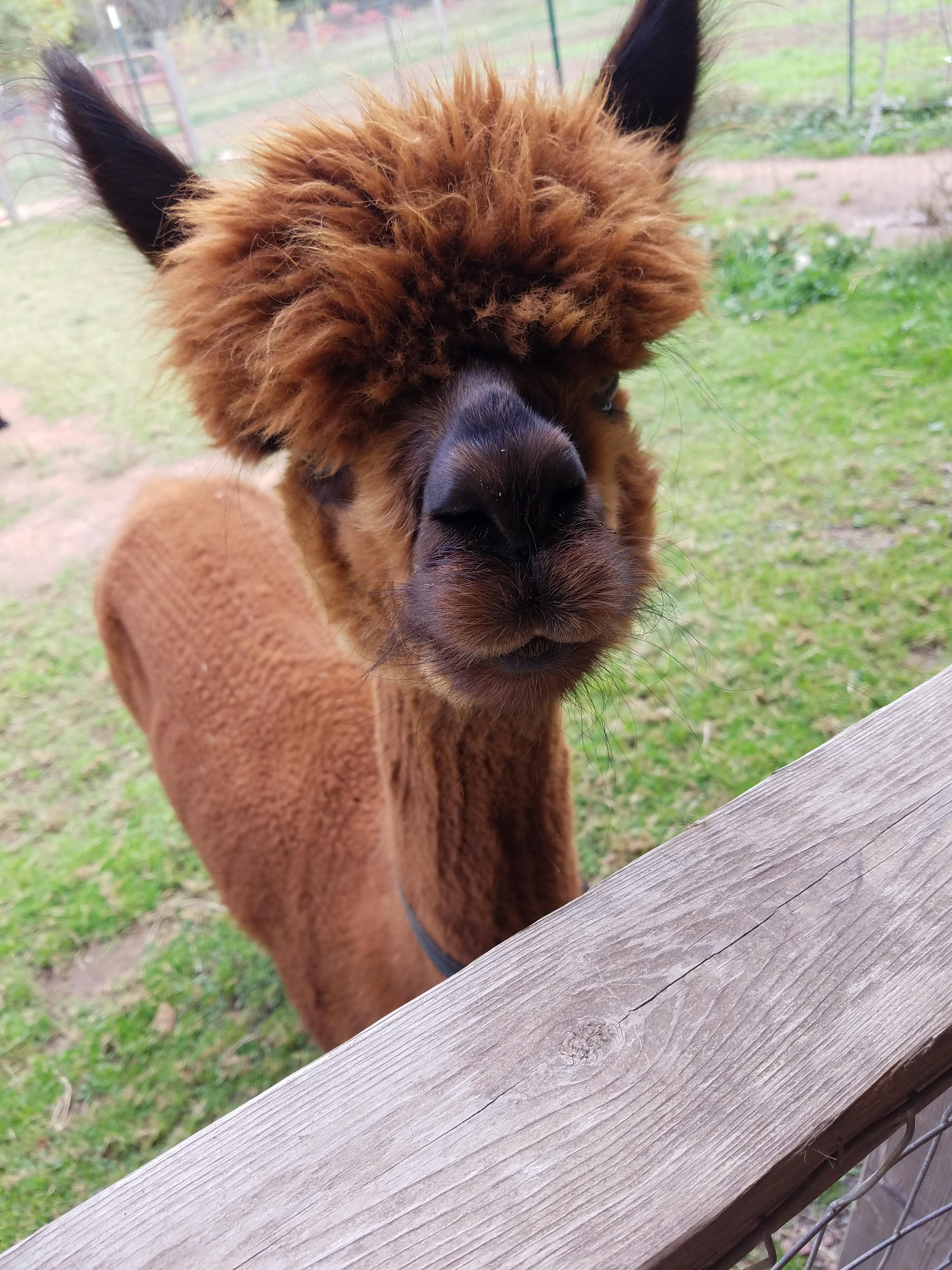 Alpaca photo I took | Scrolller