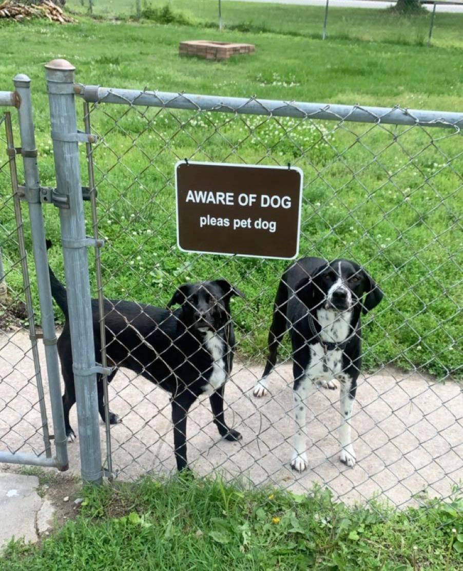 Always scheming for more pets from strangers | Scrolller