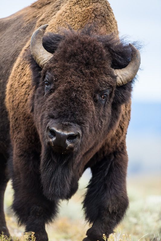 American bison(Bos bison) bull in Yellowstone Park.(458x687) | Scrolller