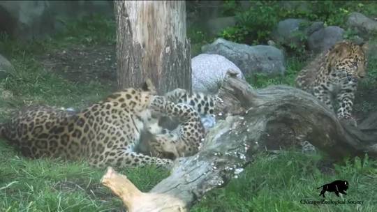 Amur Leopard Cubs at the Brookfield Zoo | Scrolller