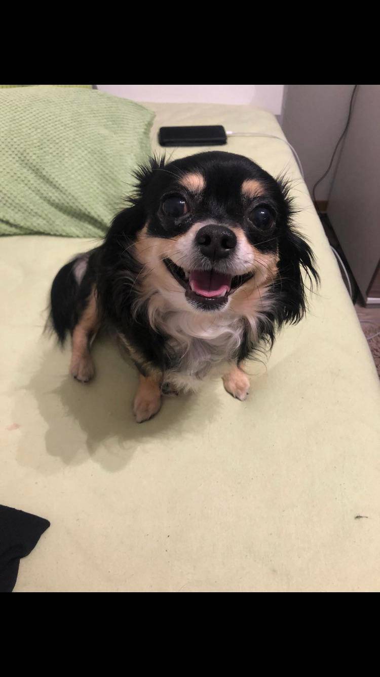 Amy Is Smiling 🥰🐶 Scrolller