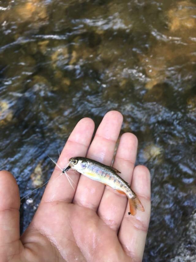 An absolute monster | Scrolller