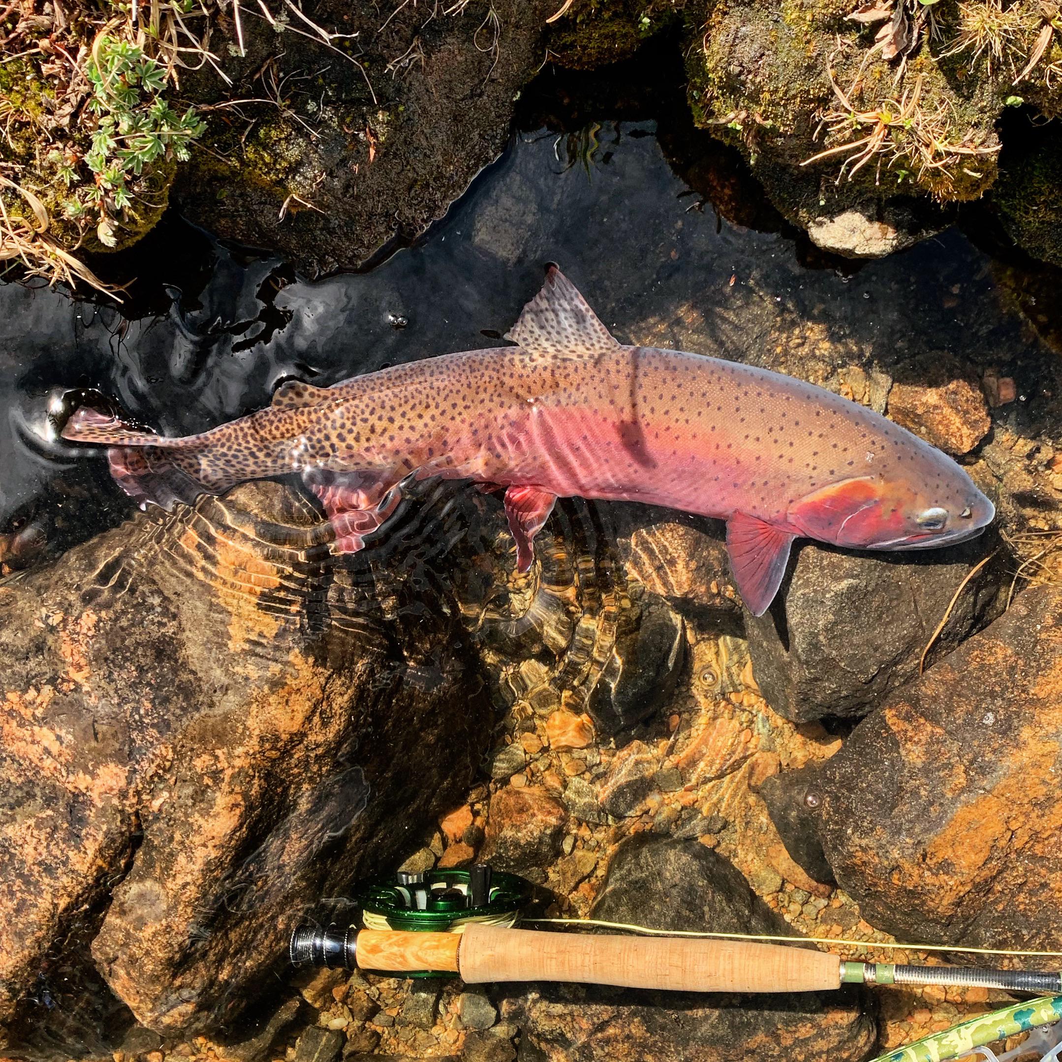 An alpine release | Scrolller