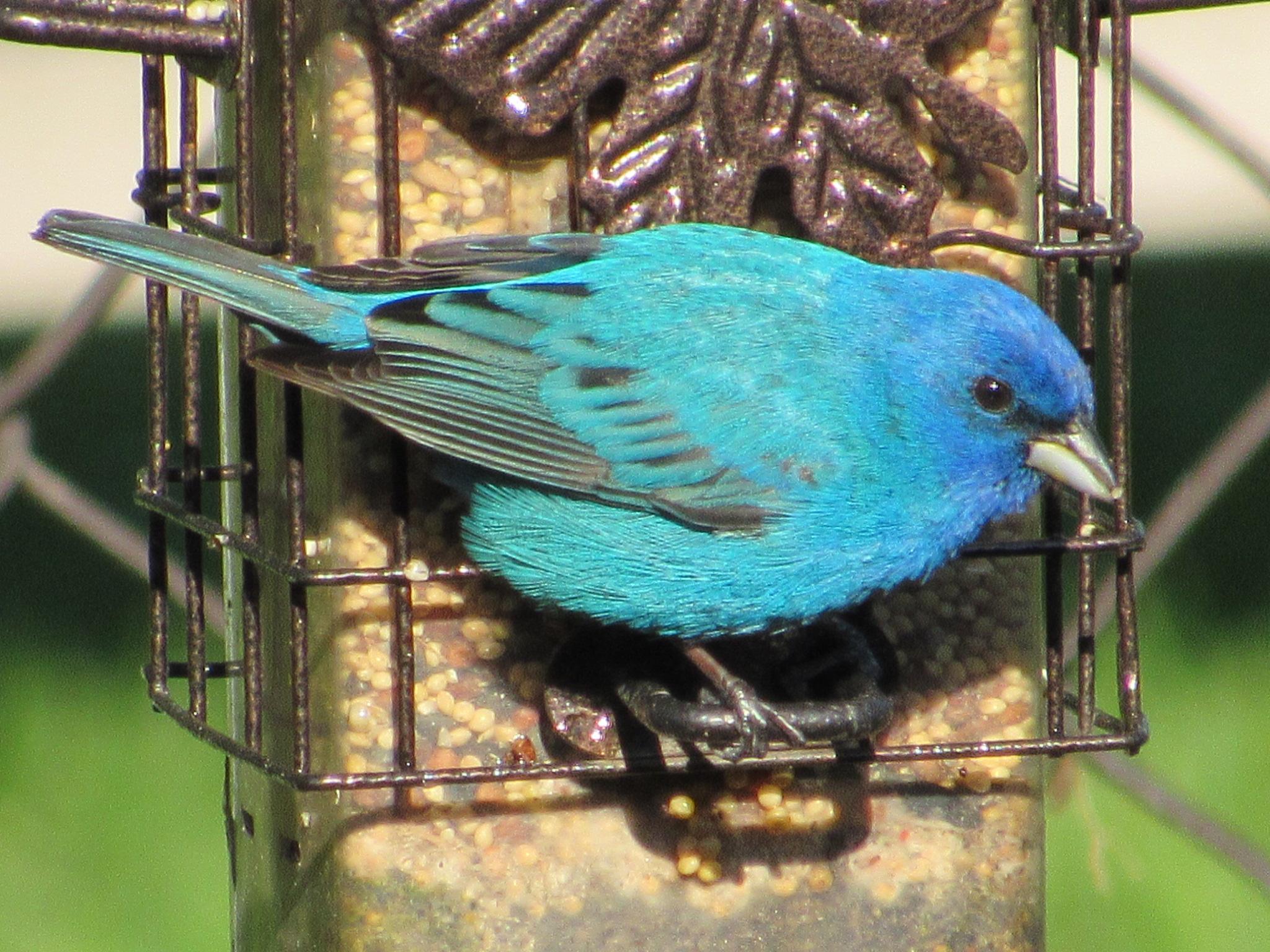 Blue borb 💙💙💙 | Scrolller