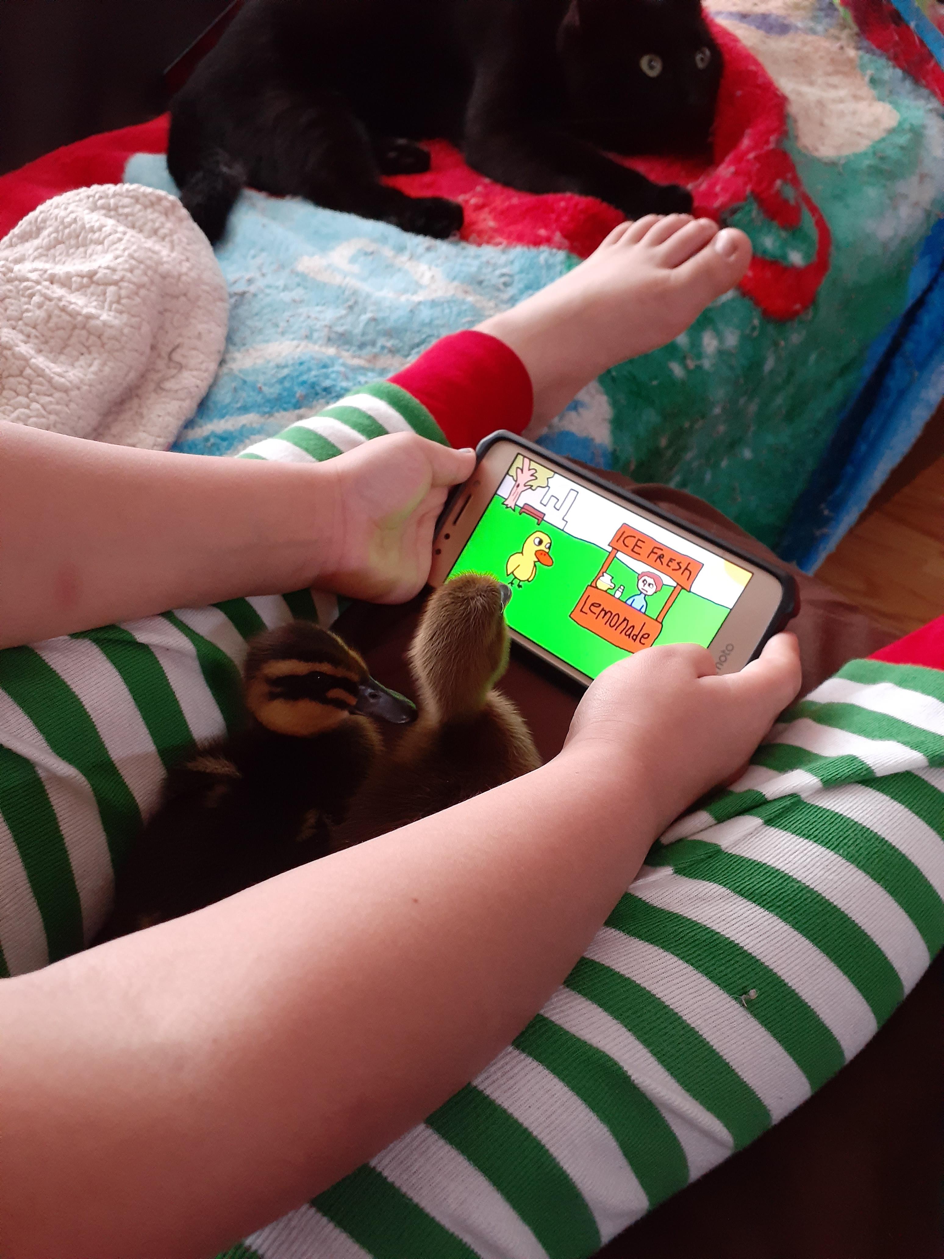 And he waddled away, waddle waddle | Scrolller