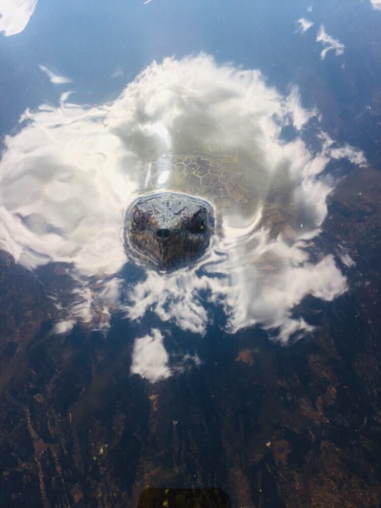 And on his shell he holds the earth | Scrolller